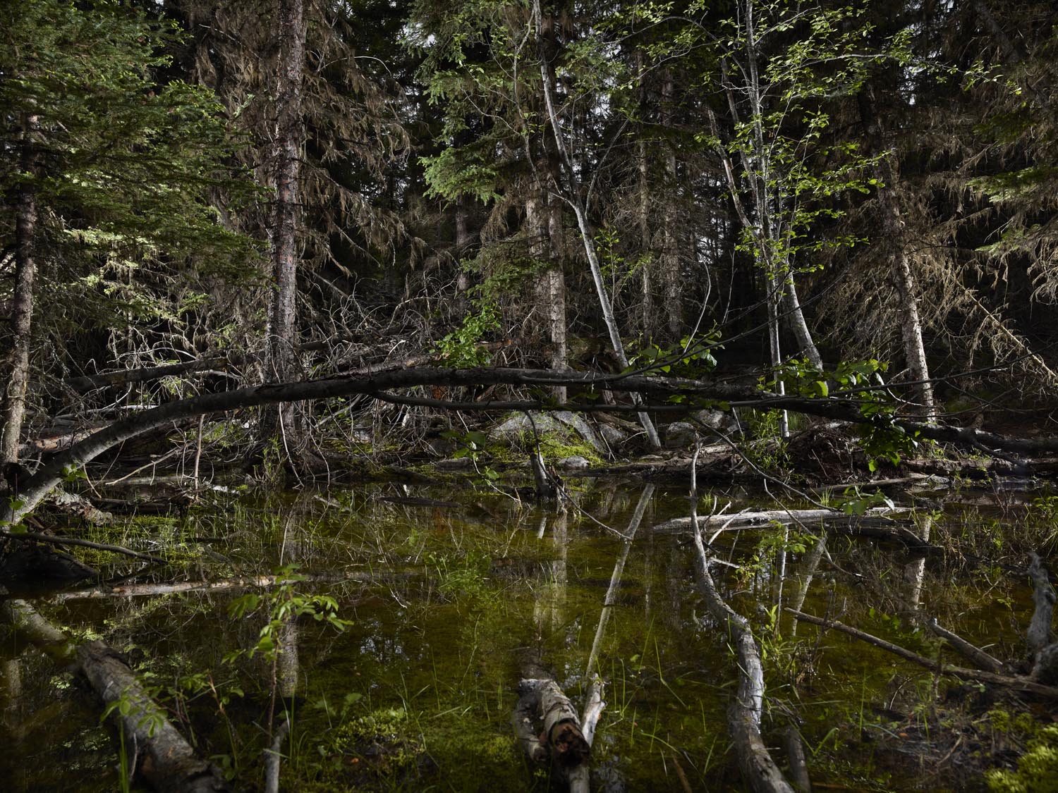Rita Leistner: Gallery – The Tree Planters and Enchanted Forests | RITA ...