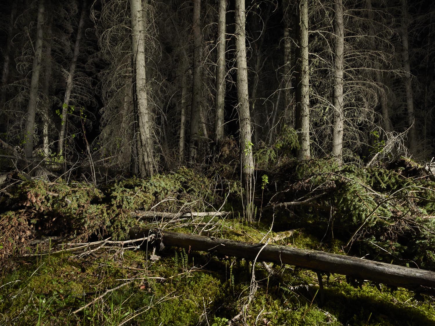 Rita Leistner: Gallery – The Tree Planters and Enchanted Forests | RITA ...