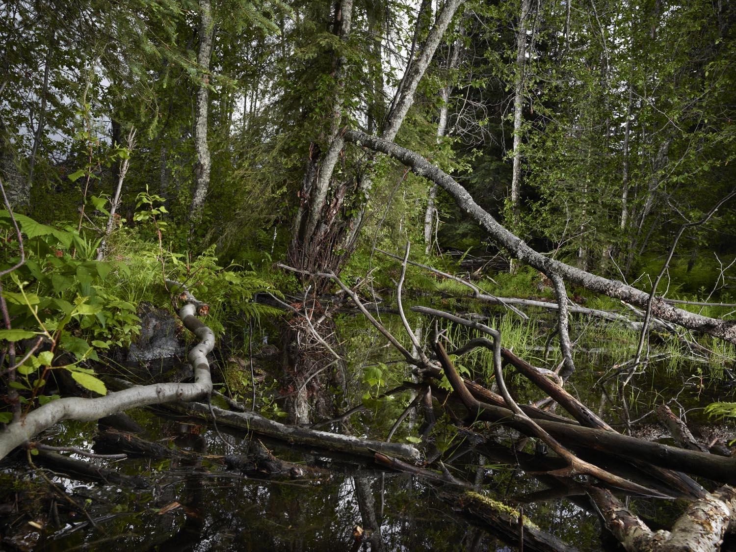 Rita Leistner: Gallery – The Tree Planters and Enchanted Forests | RITA ...