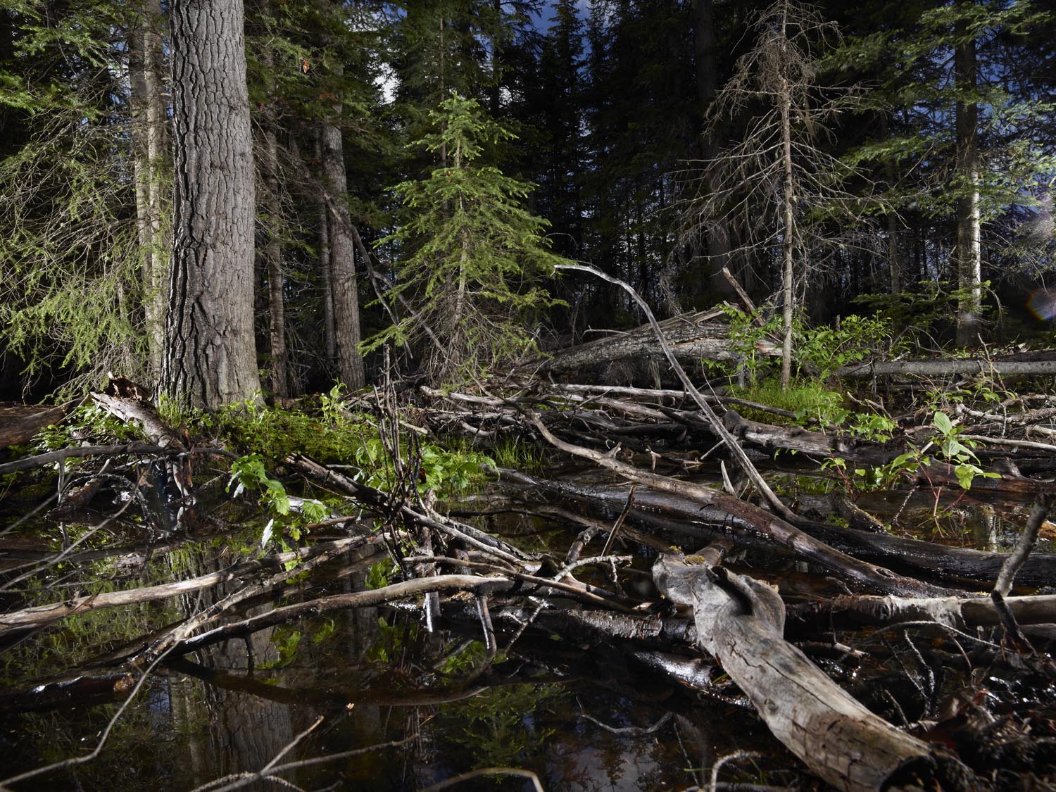 Rita Leistner: Gallery – The Tree Planters and Enchanted Forests | RITA ...